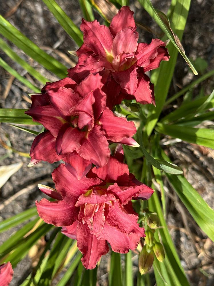 Photo of the entire plant of Daylily (Hemerocallis 'Double Pardon Me ...
