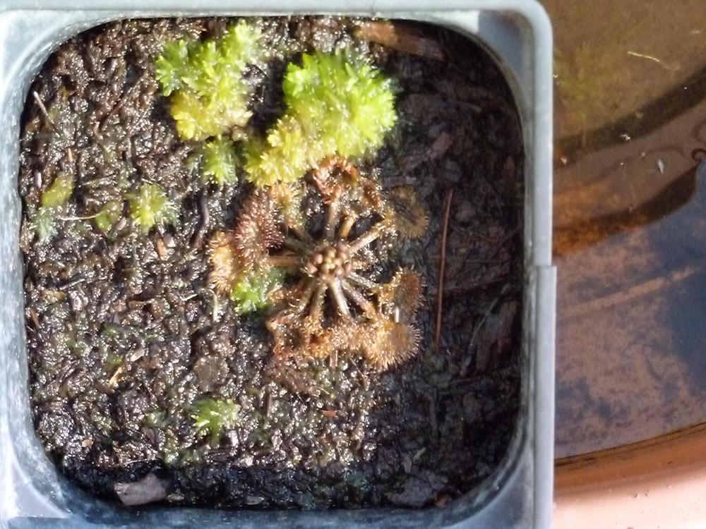 Photo of the entire plant of Round Leaved Sundew (Drosera rotundifolia ...