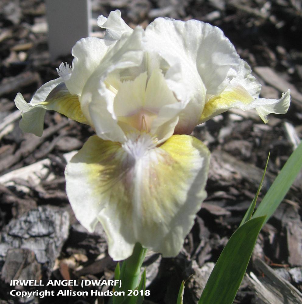Photo of the bloom of Standard Dwarf Bearded Iris (Iris 'Irwell Angel ...