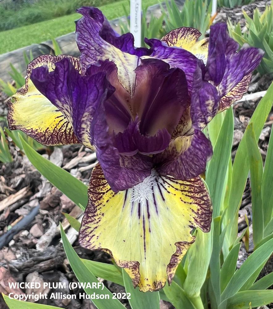 Photo of the bloom of Standard Dwarf Bearded Iris (Iris 'Wicked Plum') posted by allisonhudso ...