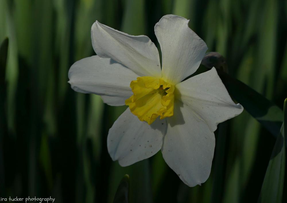 Photo of the bloom of Small Cupped Daffodil (Narcissus 'Queen of the ...
