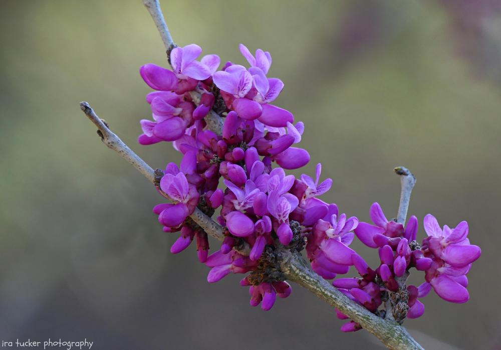 Photo of the bloom of Chinese Redbud (Cercis chinensis 'Don Egolf ...