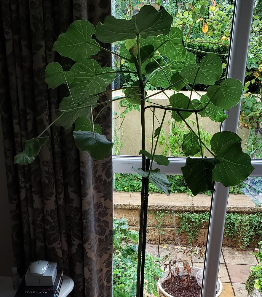 Photo of the leaves of Rock Fig (Ficus petiolaris) posted by ...