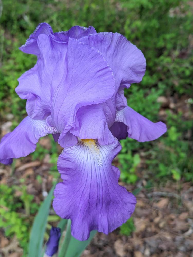 Tall Bearded Iris (Iris 'Royal Crest') in the Irises Database - Garden.org