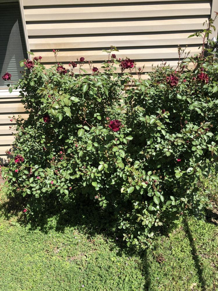 Rose Bush Identification & Why Do the Blooms Look Like This?? in the ...