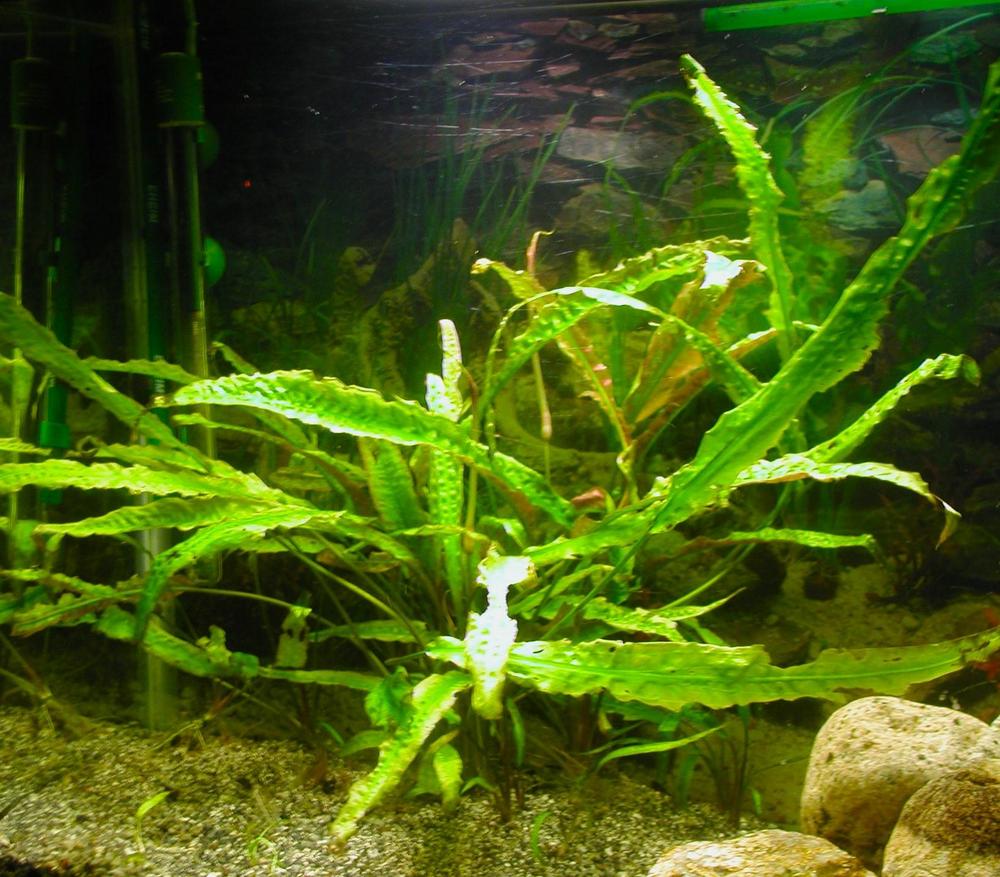 Photo of the bloom of Cryptocoryne usteriana posted by Jerrytheplater ...
