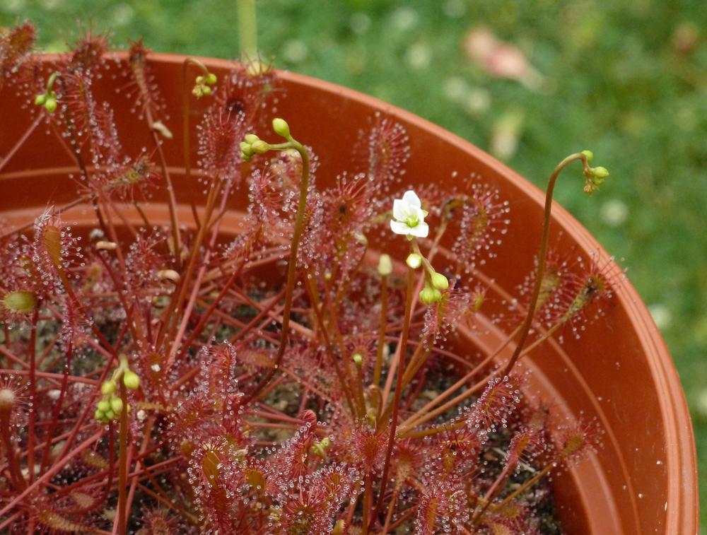 Photo of the entire plant of Spoonleaf Sundew (Drosera intermedia ...