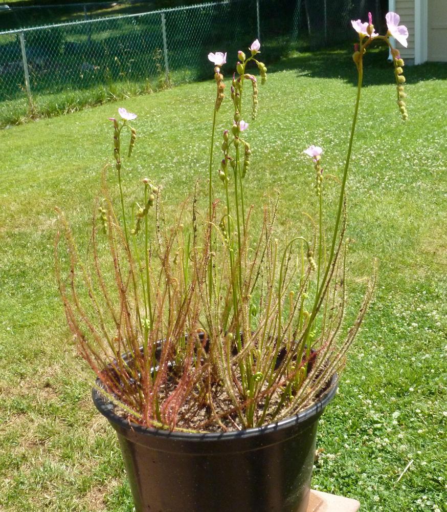 Photo of the entire plant of Thread Leaf Sundew (Drosera filiformis ...