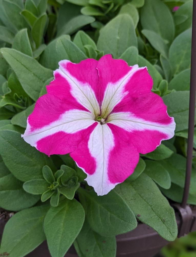 Photo of the bloom of Petunia Success! 360® Rose Star posted by ...