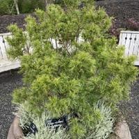 Photo of the entire plant of Eastern White Pine (Pinus strobus 'Tiny ...