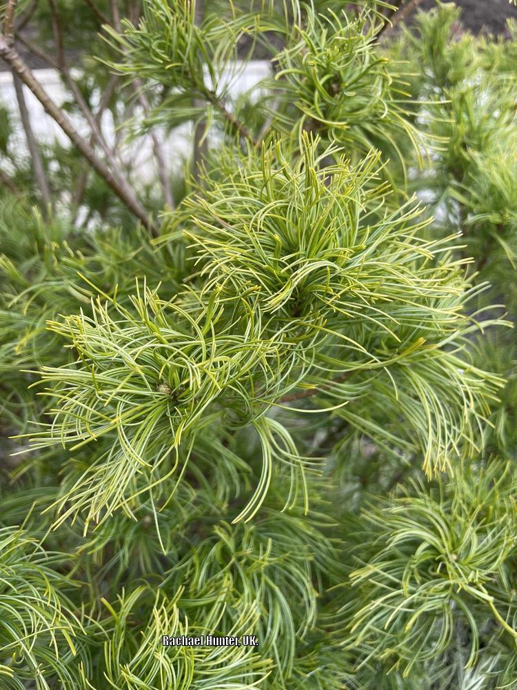 Photo of the leaves of Eastern White Pine (Pinus strobus 'Tiny Kurls ...