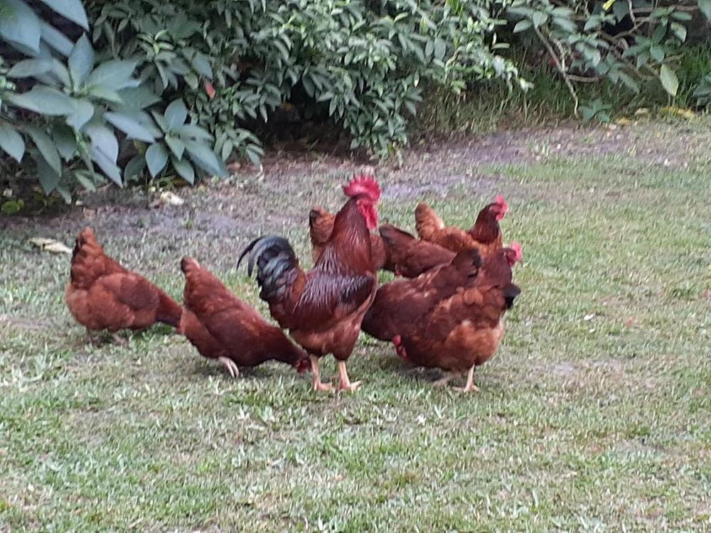 chicken farming in the Farming forum - Garden.org