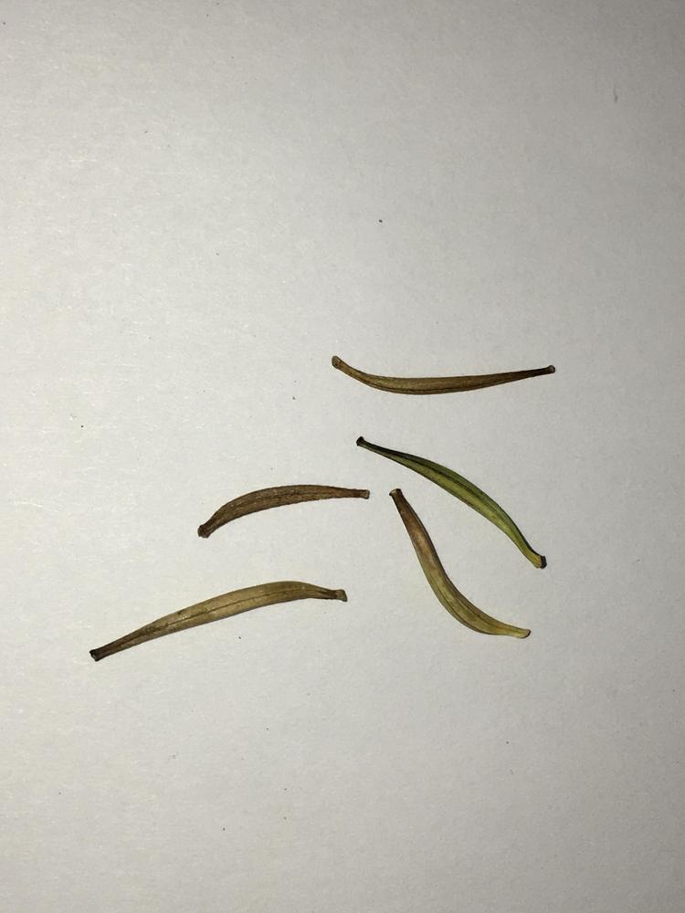 Photo of the seeds of Chocolate Cosmos (Cosmos atrosanguineus 'Black Magic') posted by ...