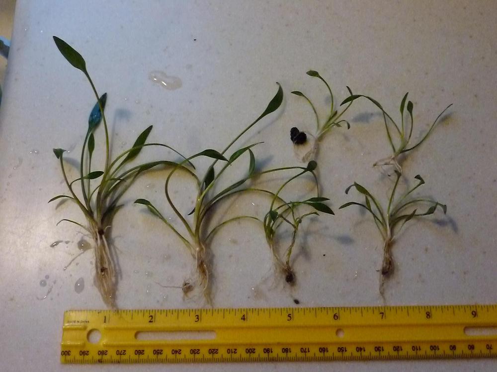 Photo of the entire plant of Tiny Cryptocoryne (Cryptocoryne parva ...