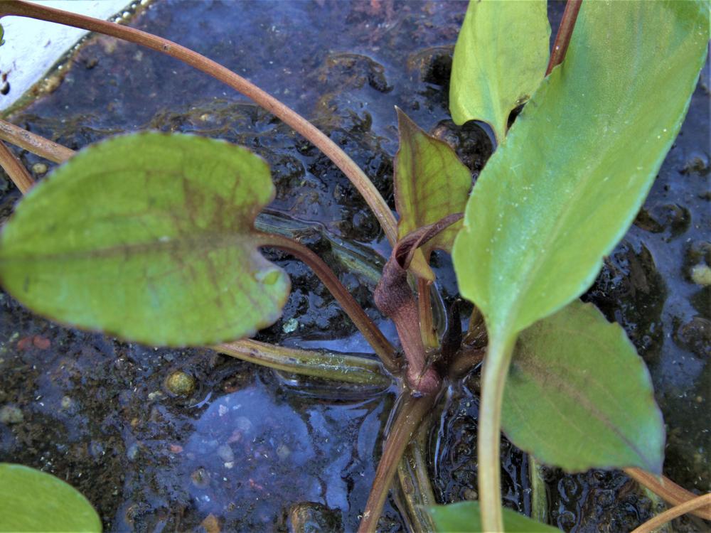 Photo of the bloom of Wendt's Watertrumpet (Cryptocoryne wendtii ...