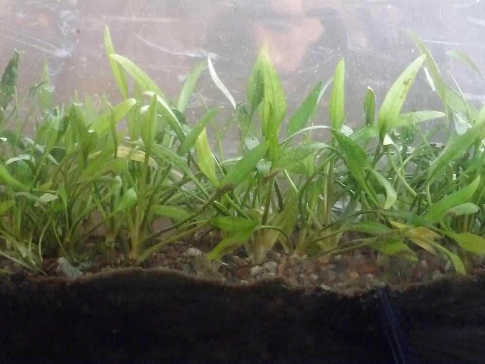 Photo of the entire plant of Tiny Cryptocoryne (Cryptocoryne parva ...