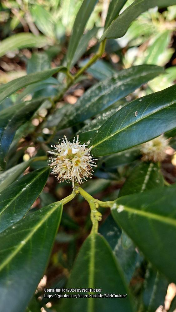 Photo of the bloom of English Laurel (Prunus laurocerasus) posted by ...