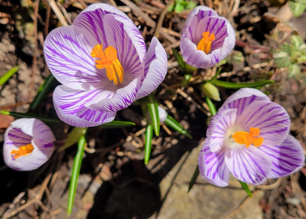 Photo of the entire plant of Spring Crocus (Crocus vernus 'Pickwick ...