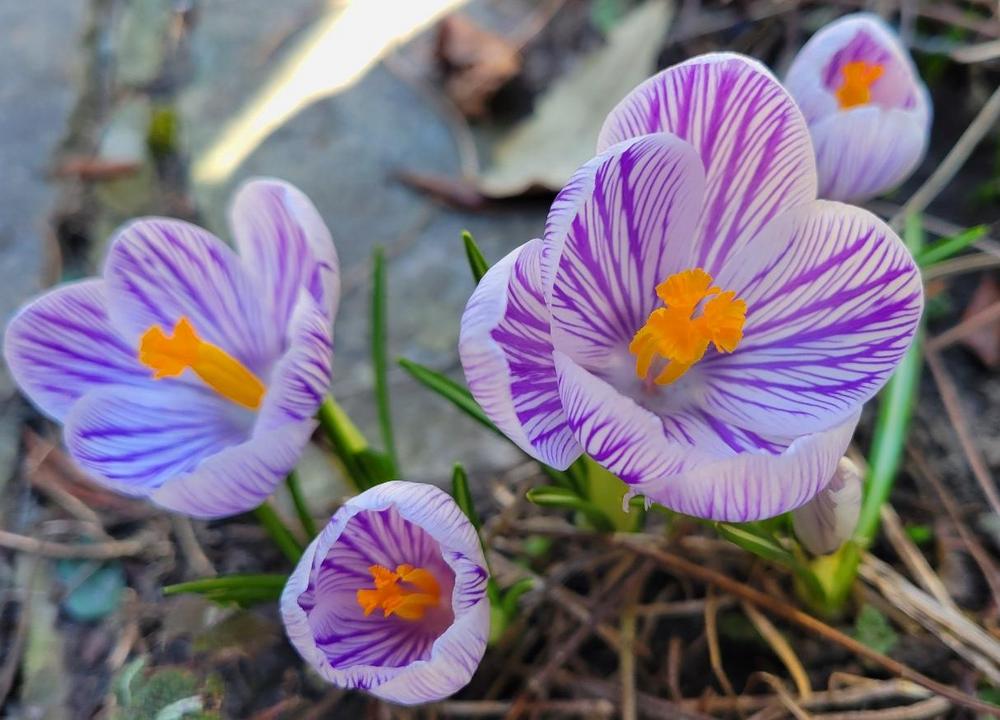 Photo of the entire plant of Spring Crocus (Crocus vernus 'Pickwick ...