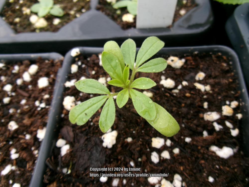 Photo of the seedling or young plant of Clammyweed (Polanisia ...