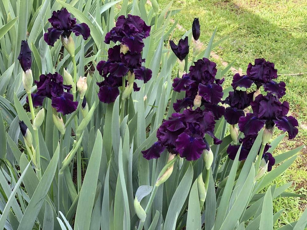 Intermediate Bearded Iris (Iris 'Midnight Sharp') in the Irises ...