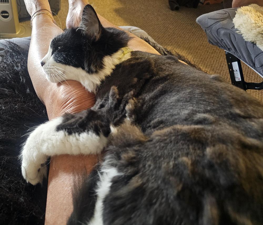 Pet Love 2024 in the Sandbox forum - Garden.org