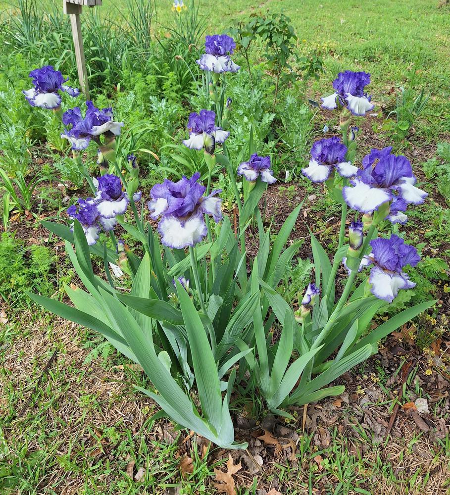 Photo of the entire plant of Tall Bearded Iris (Iris 'Texas Two Step') posted by FAIRYROSE ...