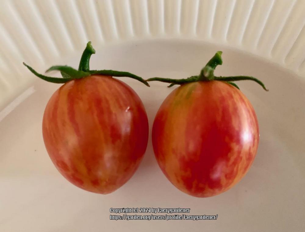Photo of the fruit of Tomato (Solanum lycopersicum 'Pink Bumble Bee ...