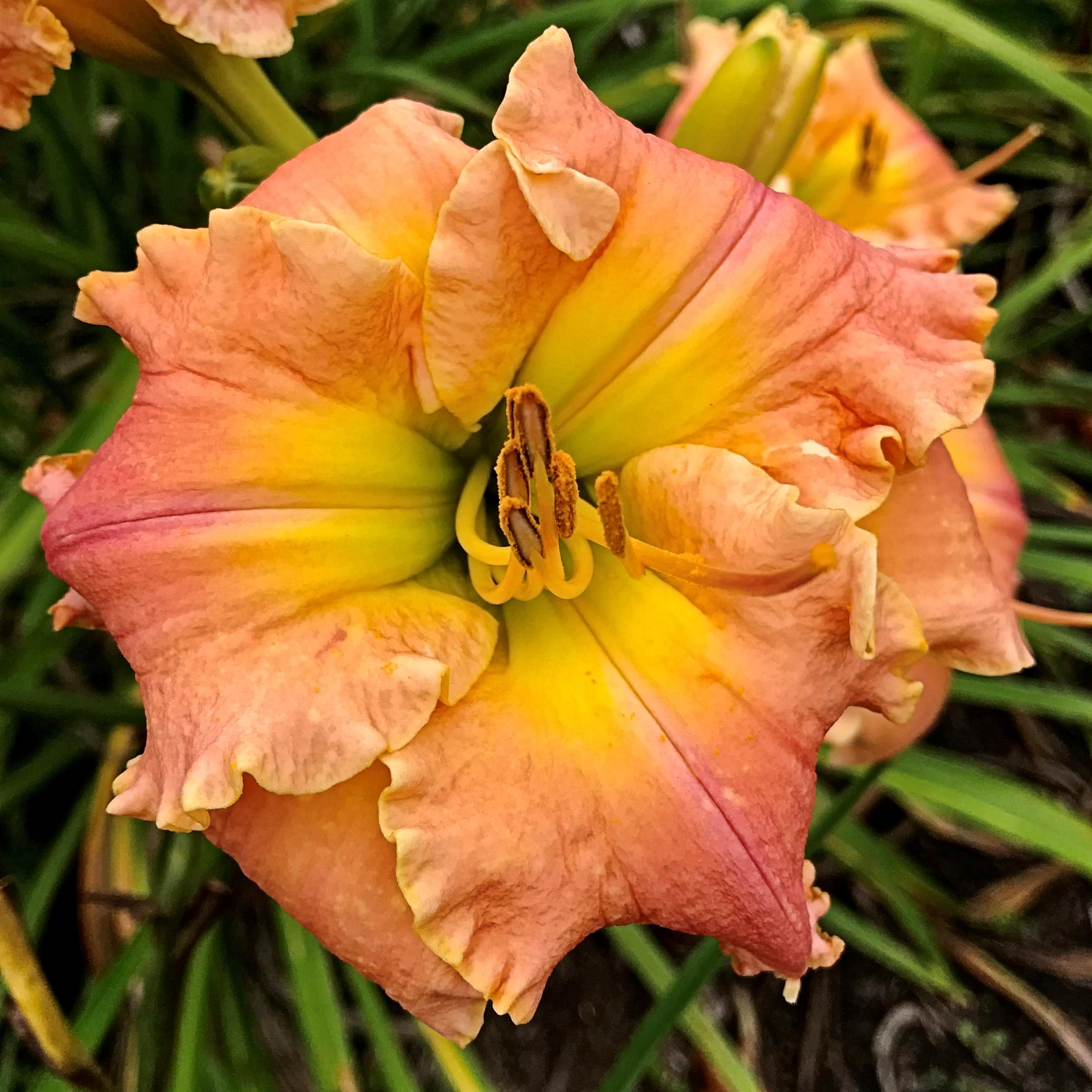 Daylily (Hemerocallis 'Kiln House') in the Daylilies Database - Garden.org