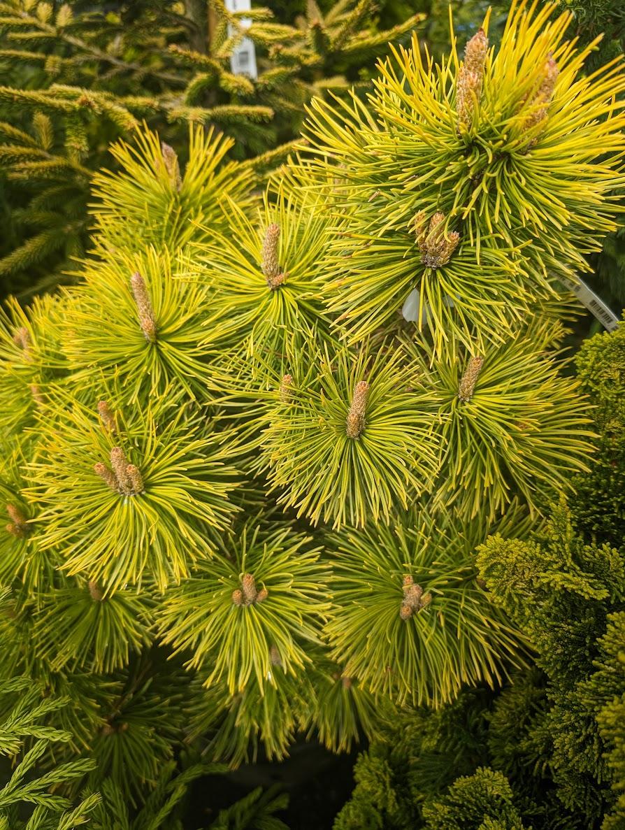 Mugo Pine (Pinus mugo 'Wintersonne') - Garden.org