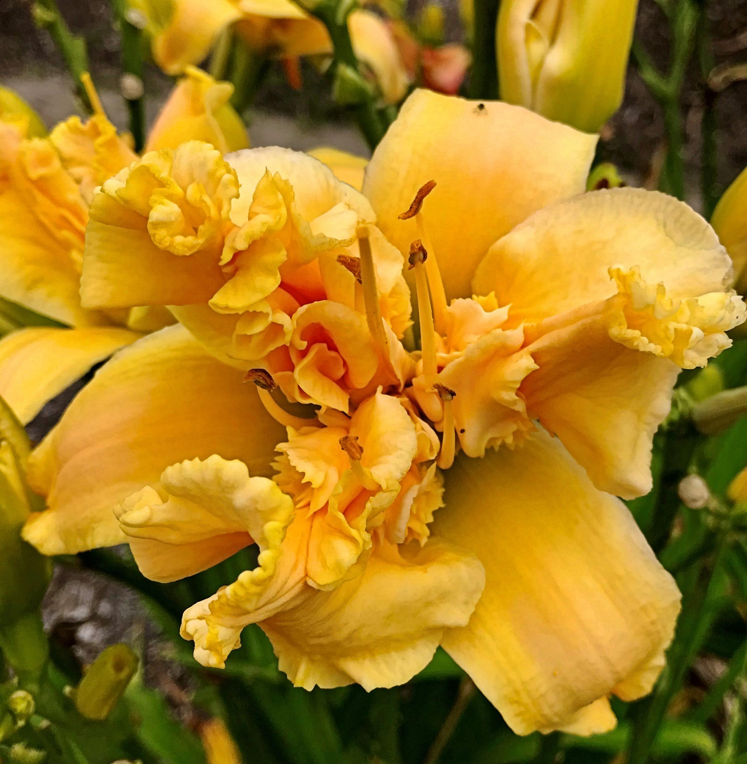 Daylily (Hemerocallis 'New Morning') in the Daylilies Database - Garden.org