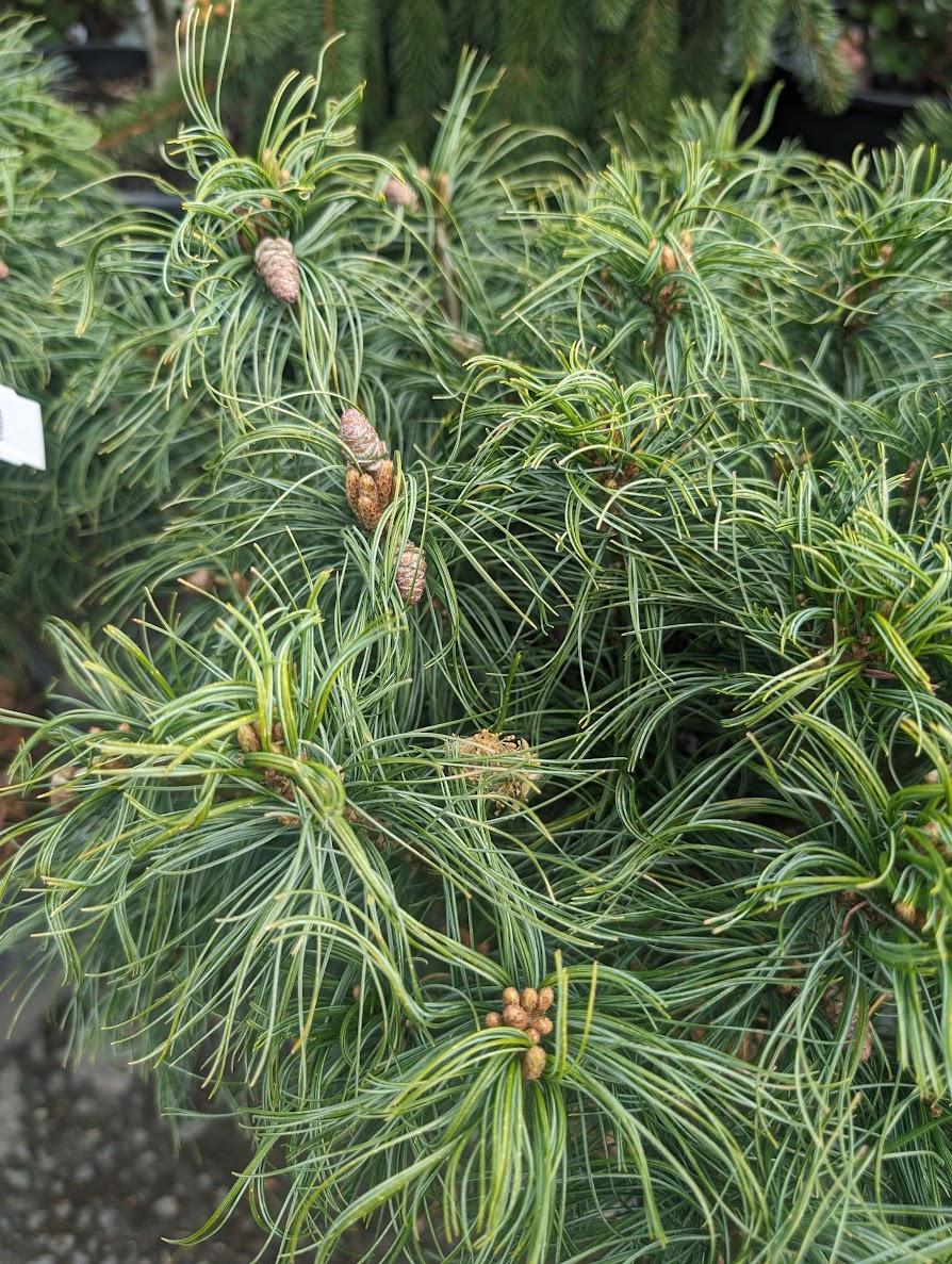 Eastern White Pine (Pinus strobus 'Mini Twists') - Garden.org