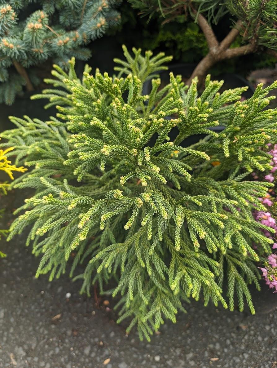 Photo of the entire plant of Japanese Cedar (Cryptomeria japonica ...