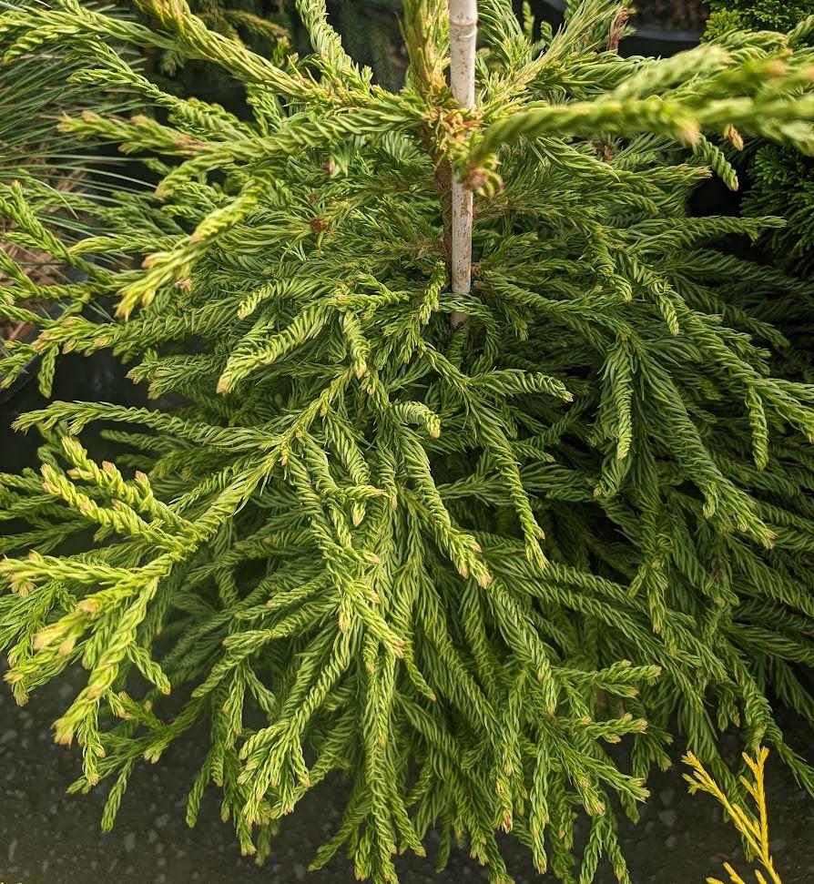Photo of the entire plant of Japanese Cedar (Cryptomeria japonica ...