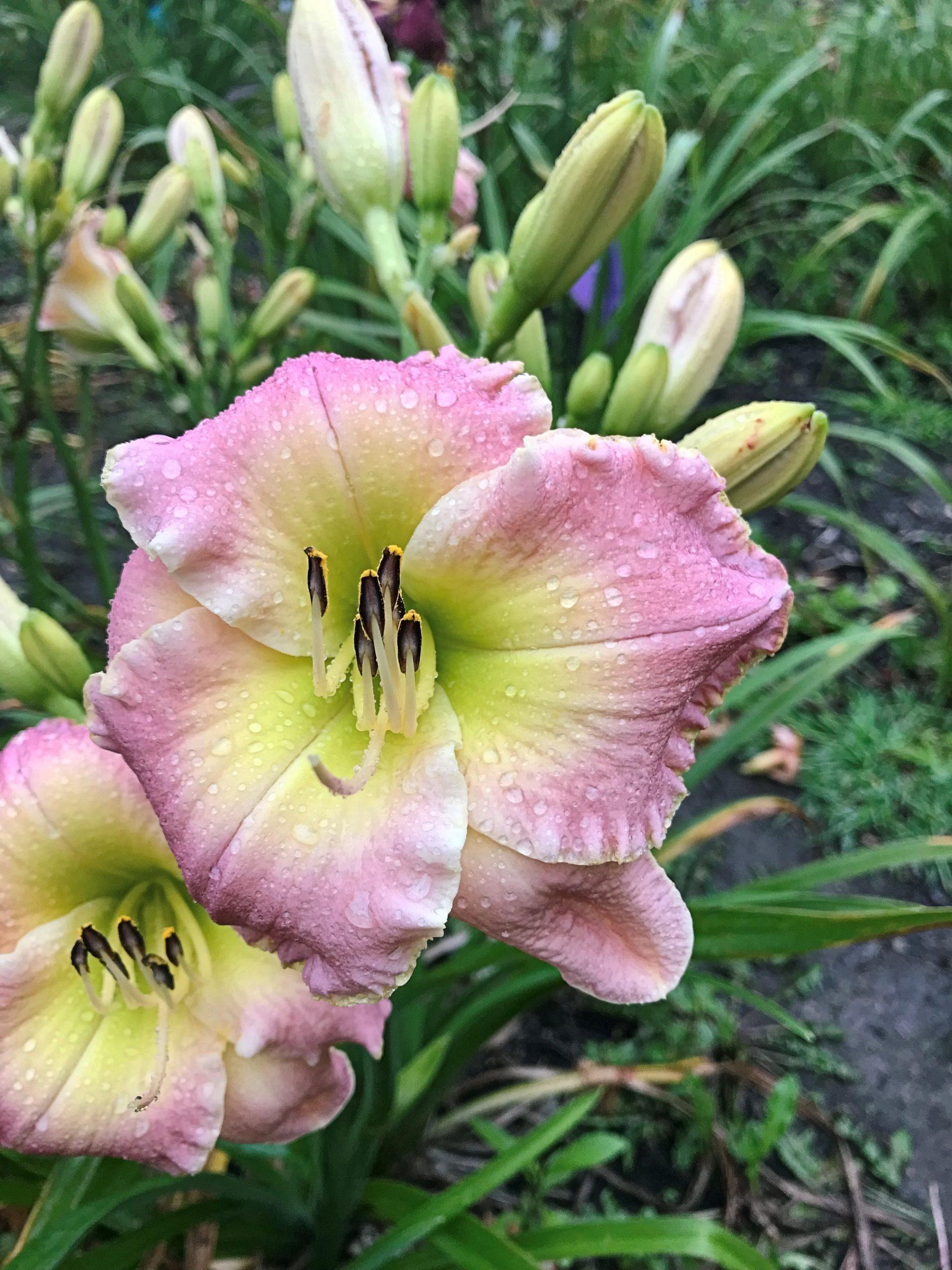 Daylily (Hemerocallis 'Crystal Lotus') in the Daylilies Database - Garden.org