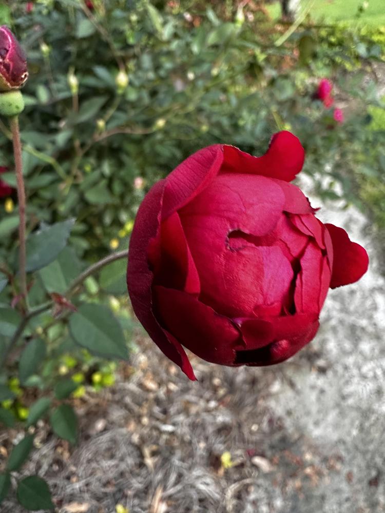 Photo of the bloom of Rose (Rosa 'Slater's Crimson China') posted by ...