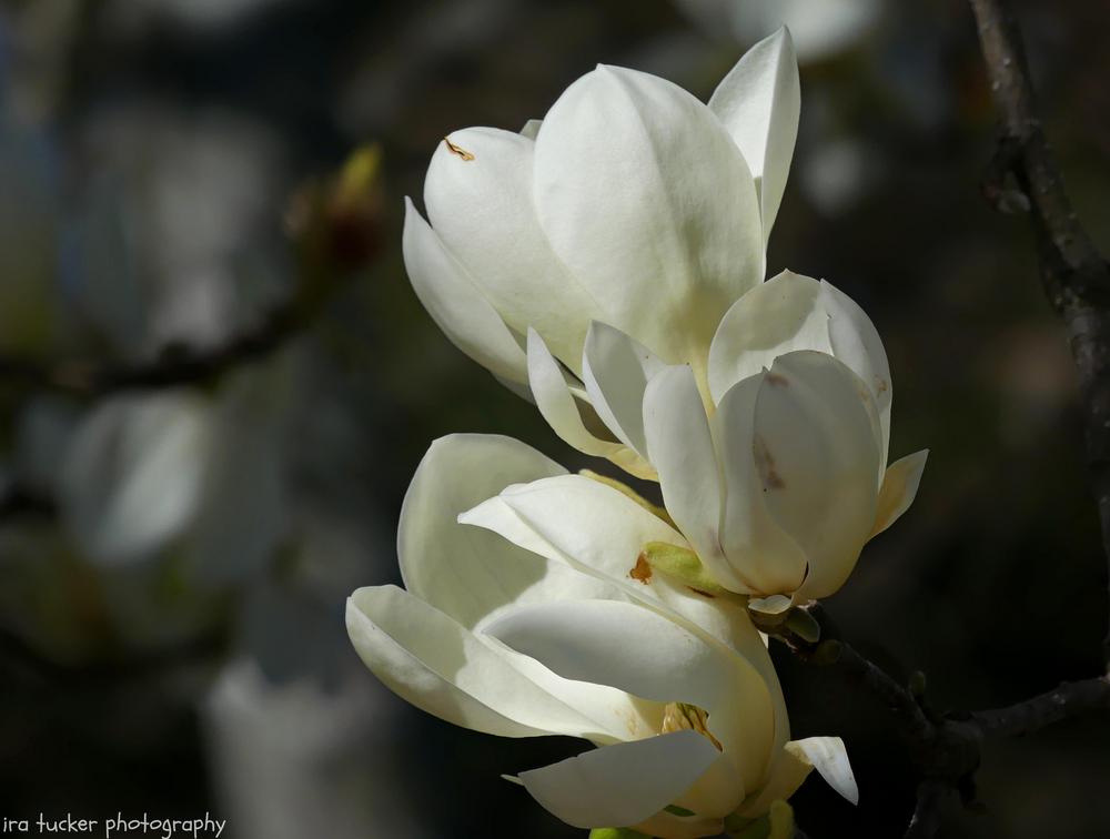 Photo of the bloom of Magnolia 'Goldfinch' posted by drirastucker ...