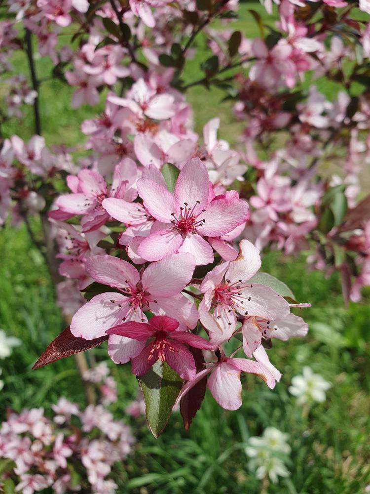 Photo of the bloom of Crabapple (Malus Royal Raindrops®) posted by nws0 ...