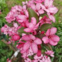 Photo of the bloom of Crabapple (Malus Royal Raindrops®) posted by nws0 ...