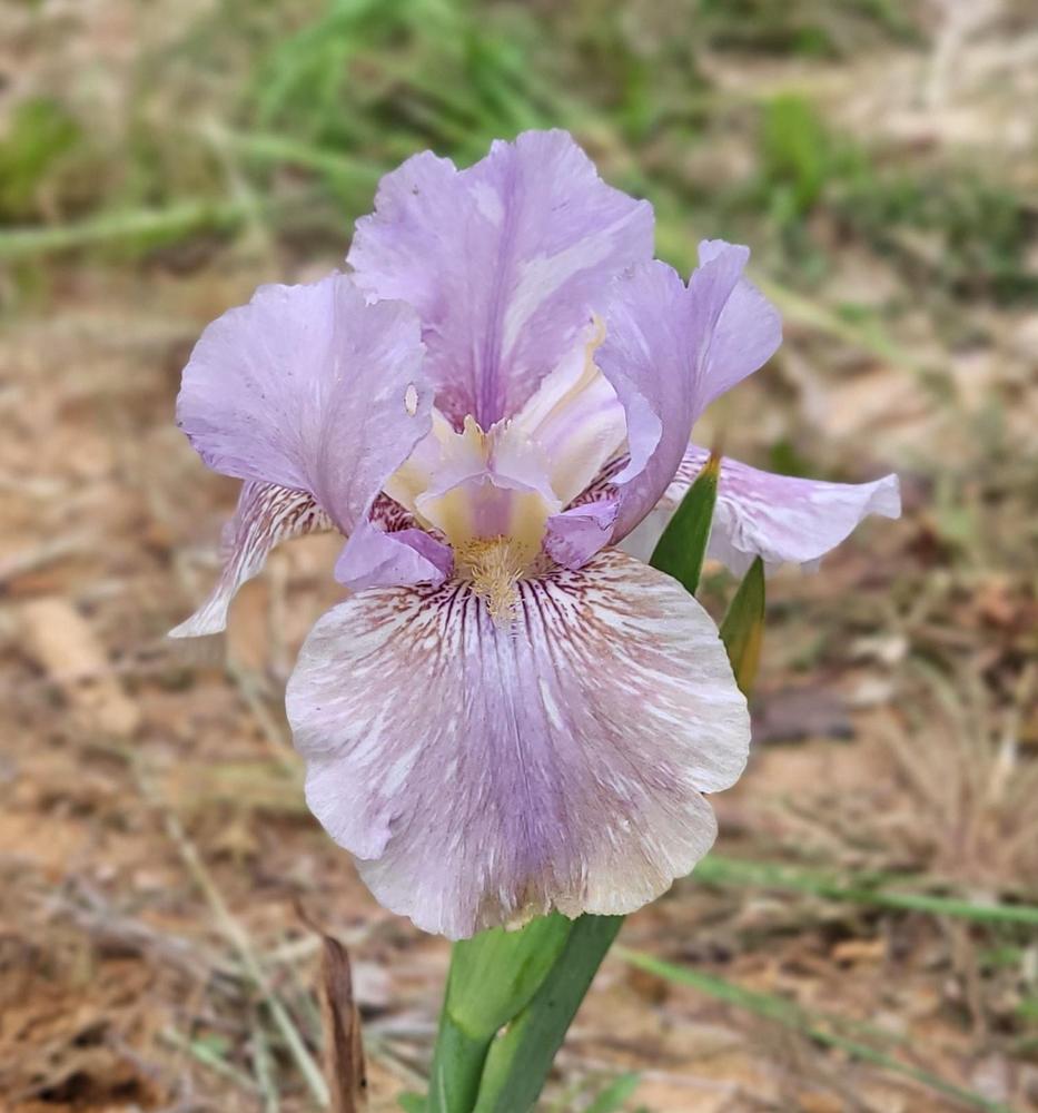 Photo of the bloom of Tall Bearded Iris (Iris 'Python'z Parasol ...