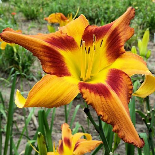 Daylily (Hemerocallis 'Tiger Eye Hager') in the Daylilies Database ...