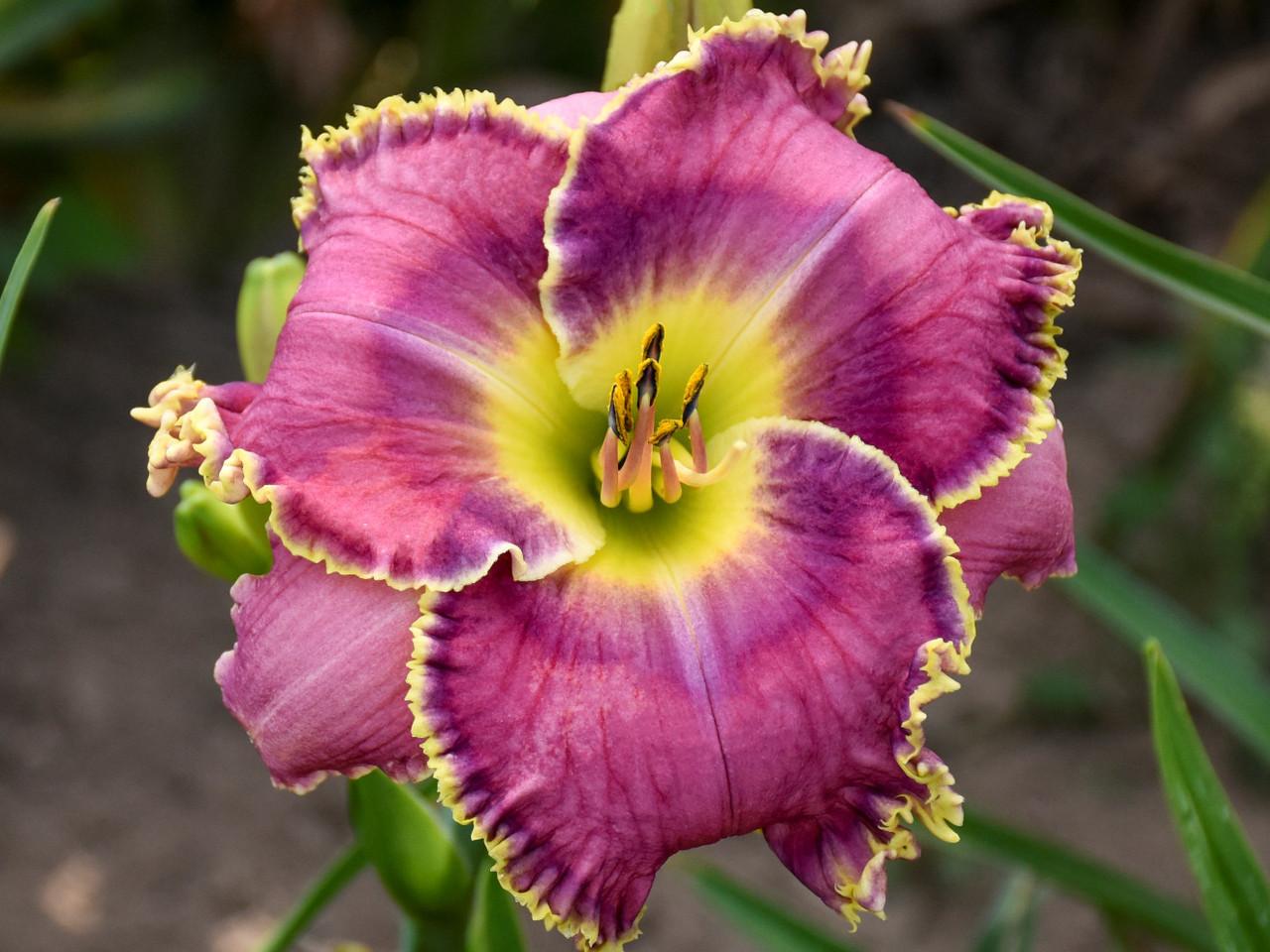Photo of the bloom of Daylily (Hemerocallis 'Raspberry Eclipse') posted by Joy - Garden.org