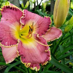 Daylily (Hemerocallis 'Raspberry Eclipse') in the Daylilies Database ...