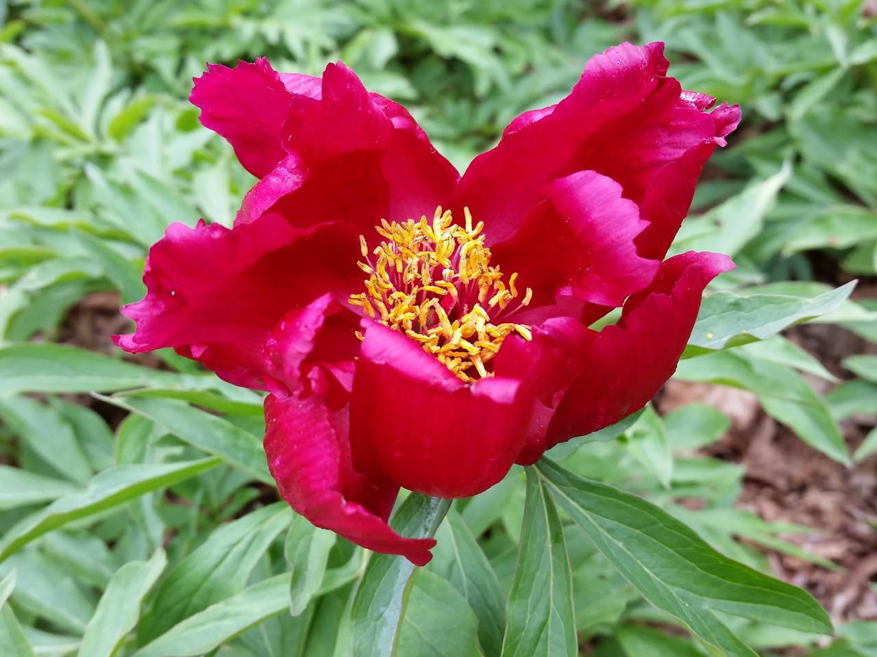 Photo of the bloom of Hybrid Fern Leaf Peony (Paeonia 'Early Scout ...