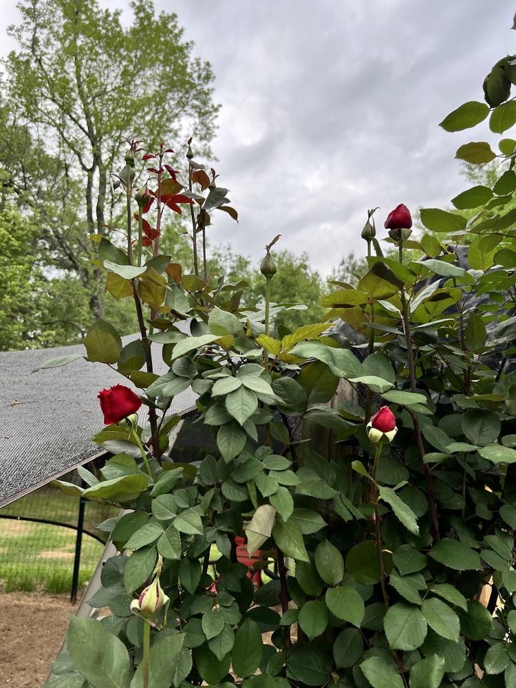 Rose (Rosa 'General Washington') in the Roses Database - Garden.org