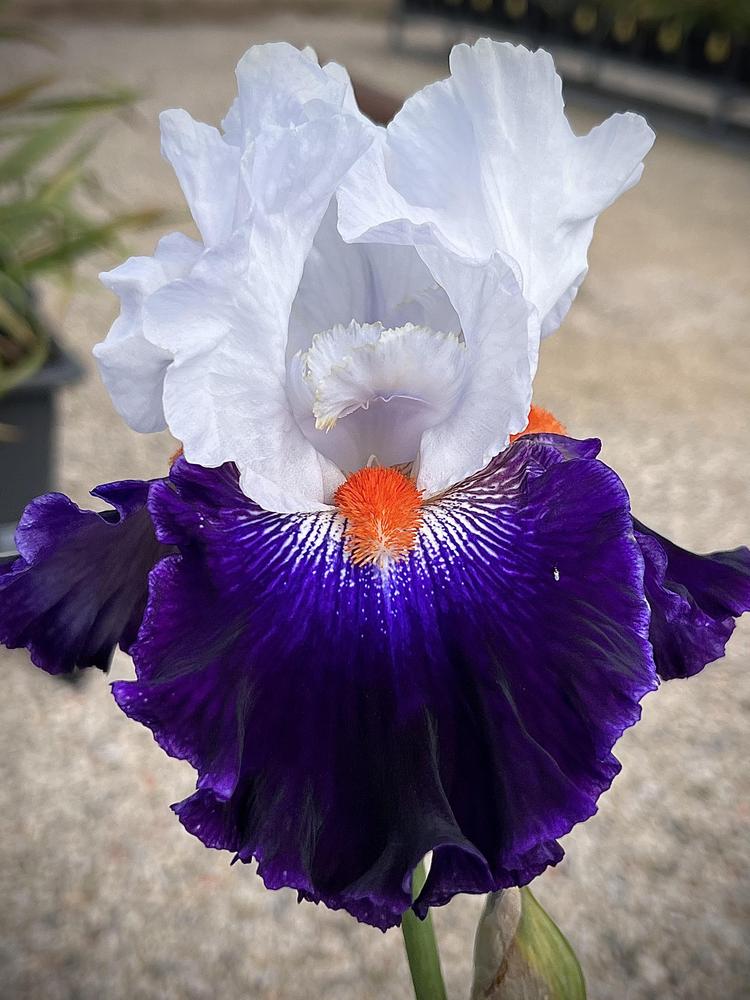 Photo of the bloom of Tall Bearded Iris (Iris 'Favorite Beau') posted ...