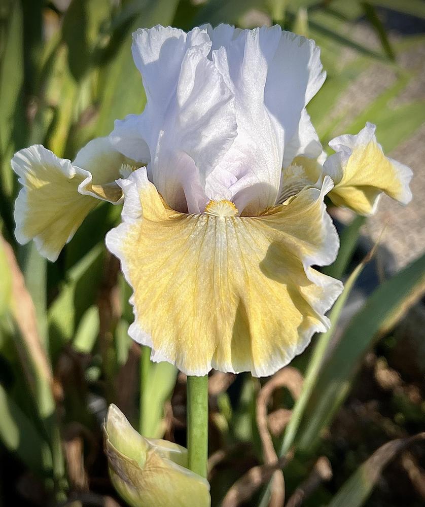 Photo of the bloom of Tall Bearded Iris (Iris 'Sofia') posted by LizzyLegs - Garden.org