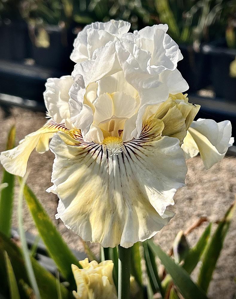 Photo of the bloom of Tall Bearded Iris (Iris 'Fancy a Flutter') posted ...