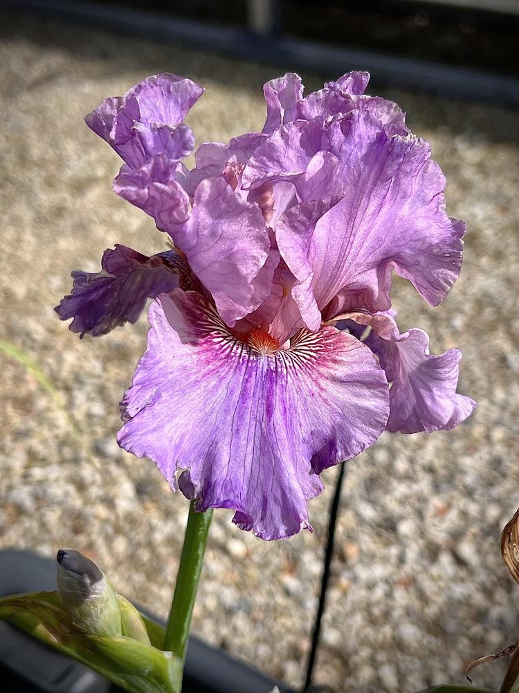 Photo of the bloom of Tall Bearded Iris (Iris 'Ruby Haze') posted by ...
