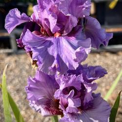 Tall Bearded Iris (Iris 'Ruby Haze') in the Irises Database - Garden.org